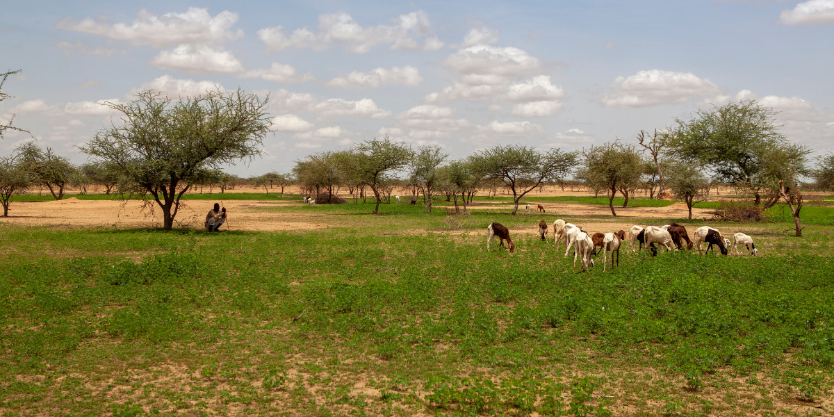 Sahel Crisis: Aid, Statistics and News | USA for UNHCR